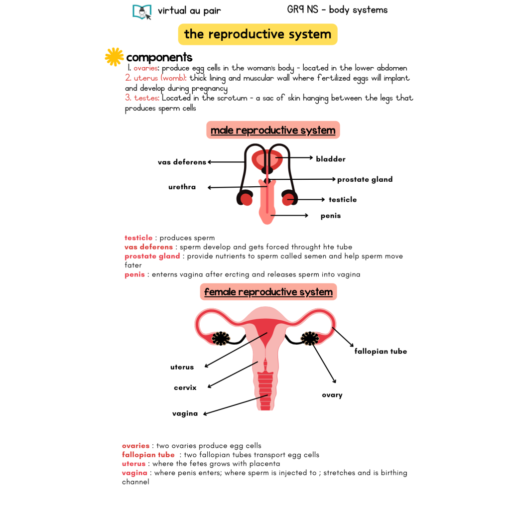 Grade 9 Life Science Body Systems Summary PDF - Virtual Au Pair Shop