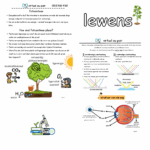 Graad 8 PDF opsommings en toetse 2026 - Virtual Au Pair Shop
